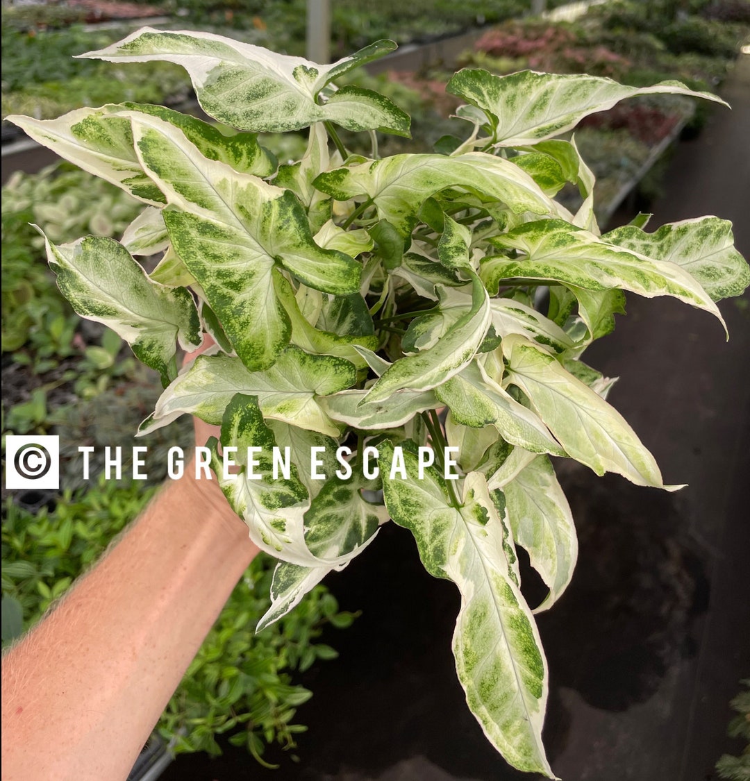 Syngonium Starlite 4” Pot (ALL PLANTS Require You to Purchase 2 Plants ...