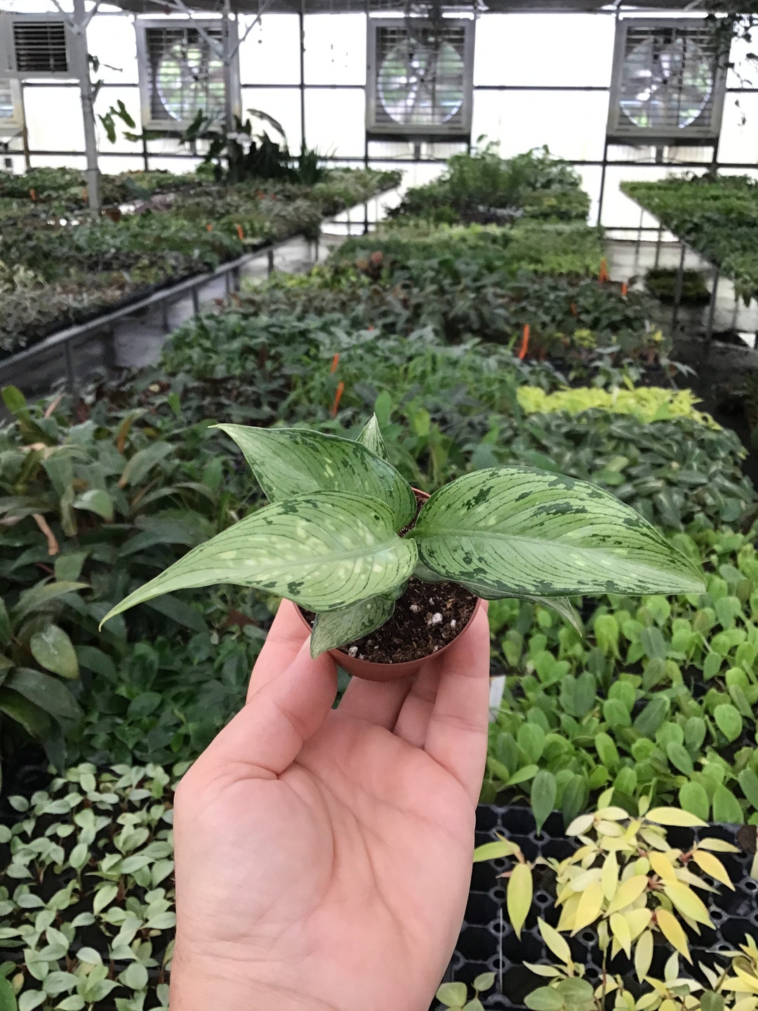 Dieffenbachia Tiki 2” Pot (ALL PLANTS Require You to Purchase 2 Plants ...