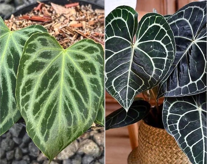 Anthurium Silver Tiger X Clarinervium Starter Plant ALL STARTER PLANTS ...