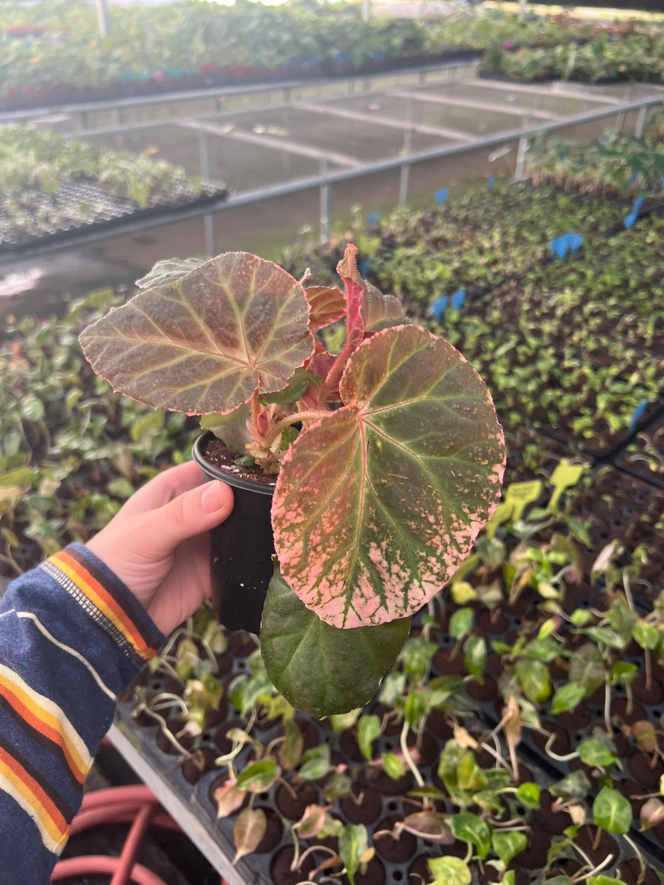 Begonia Midnight Sun 4” Pot (ALL PLANTS Require You to Purchase 2 ...