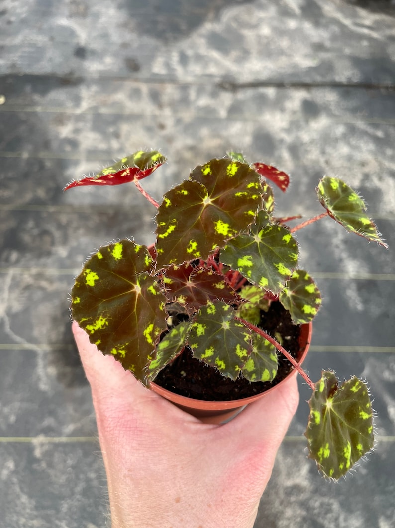 Begonia Kit Kat 4”pot (ALL PLANTS Require You to Purchase 2 Plants!) - Etsy