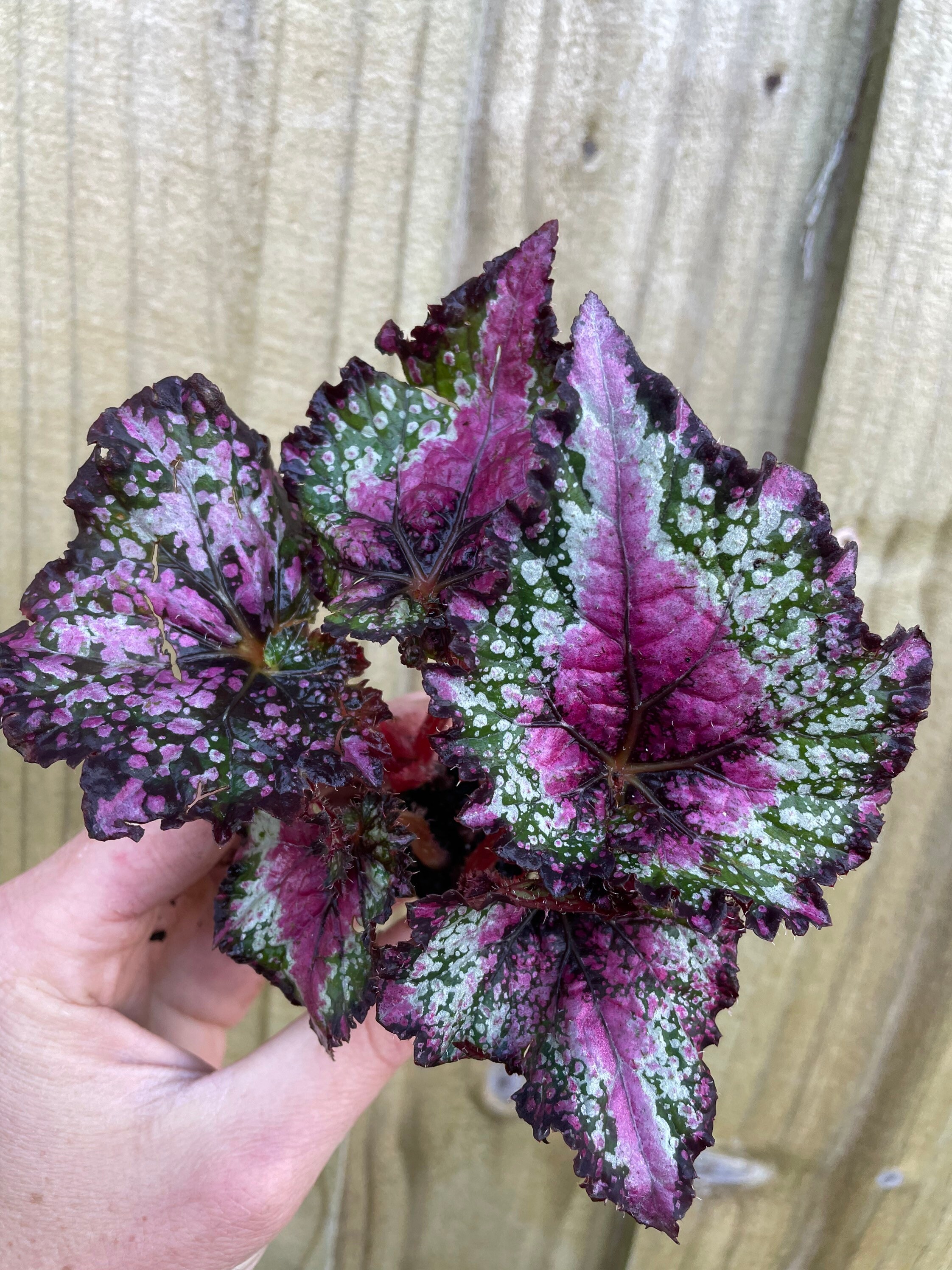 Jurassic Rex Begonia Watermelon Starter Plant ALL STARTER - Etsy