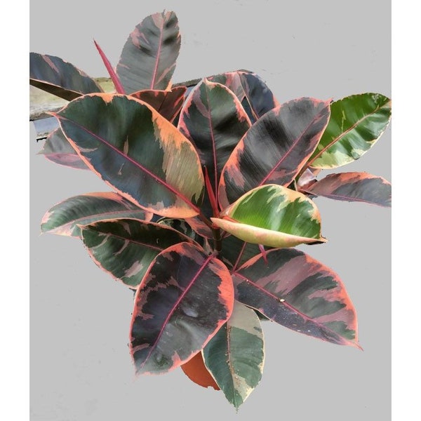 Ficus Plant - Etsy