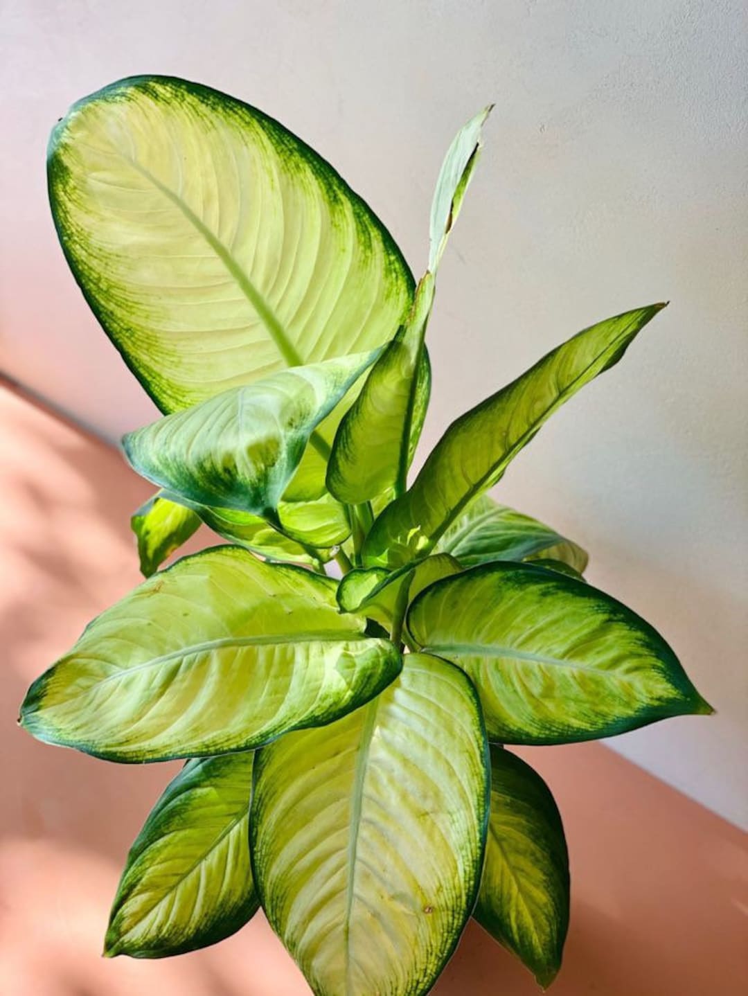 Planta de inicio Dieffenbachia Mariana TODAS LAS PLANTAS DE - Etsy México