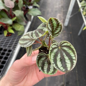 Peperomia Dragon Skin Starter Plant (ALL STARTER PLANTS Require You to ...