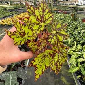 Begonia Geometry 4pot ALL PLANTS Require You to Purchase 2 Plants - Etsy