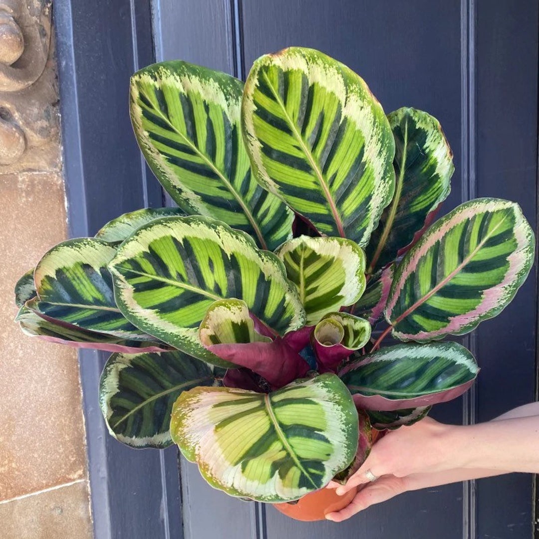 New Hybrid! Calathea Angela Starter Plant (ALL STARTER PLANTS Require ...