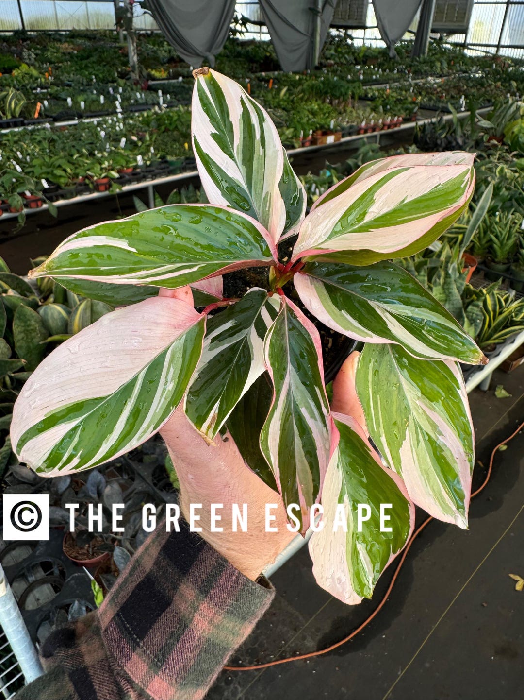 Pink Variegated Maranta Arundinacae 4 Pot ALL PLANTS Require You to ...