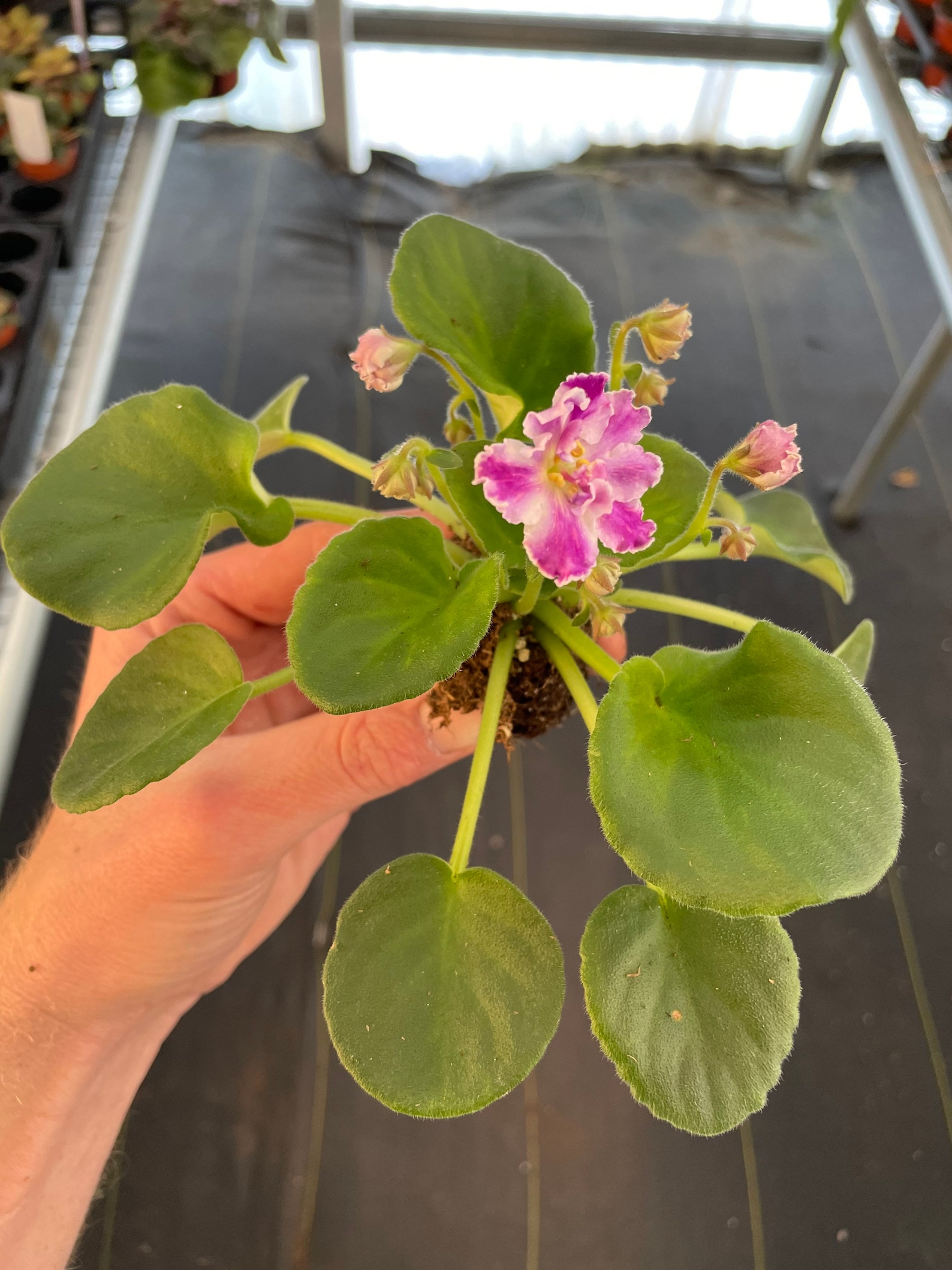 VAT Pulsar African Violet Starter Plant ALL Starter PLANTS - Etsy