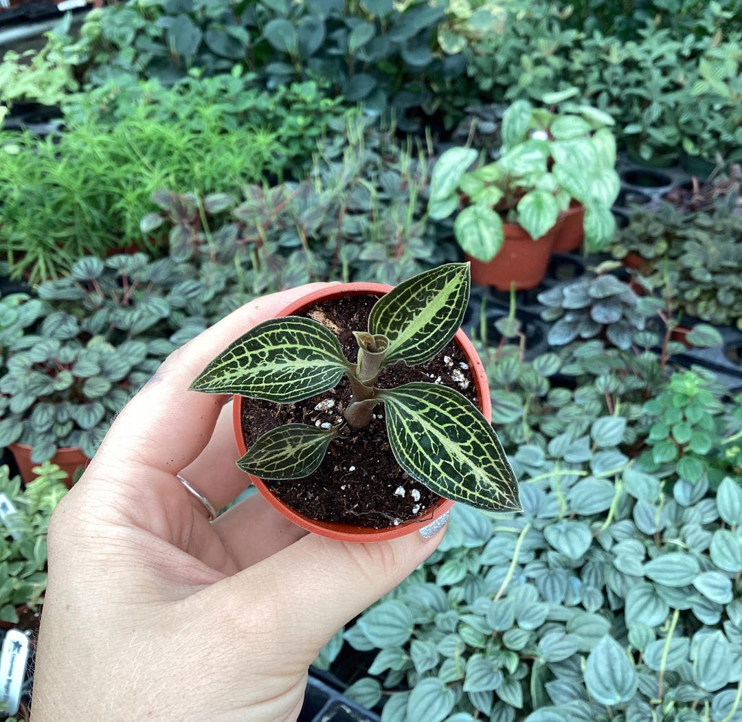 Dossinochilus Judy Jewel Orchid 2 Pot ALL PLANTS Require You to ...