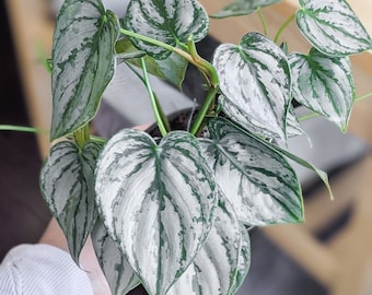 Philodendron Brandi Plant - Etsy