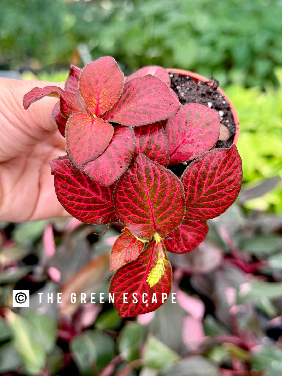 Fittonia Albivenis ‘flame’ 2” Pot (ALL PLANTS Require You to Purchase 2 ...