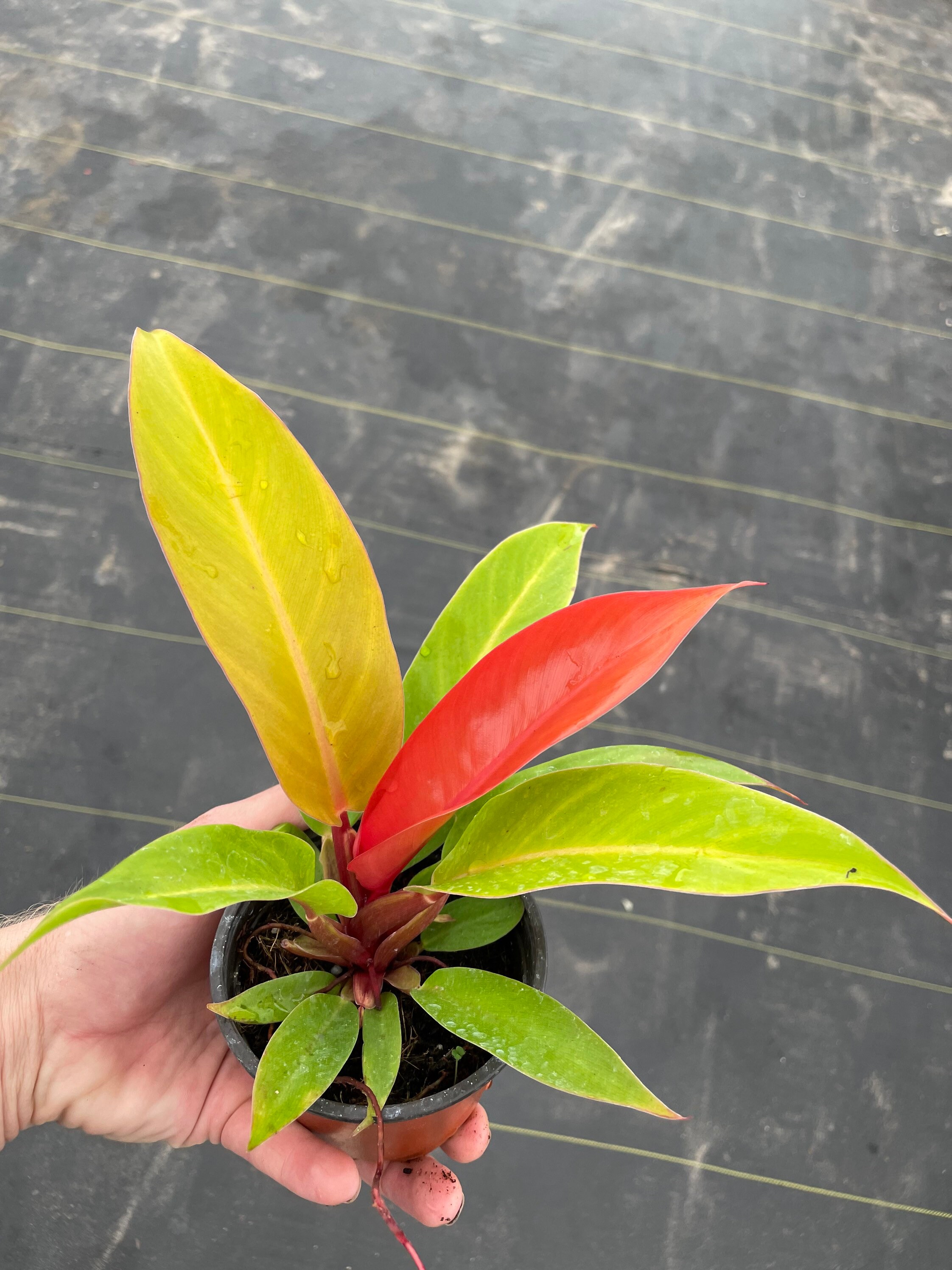Philodendron Red Sun 4 Pot ALL PLANTS Require You to - Etsy