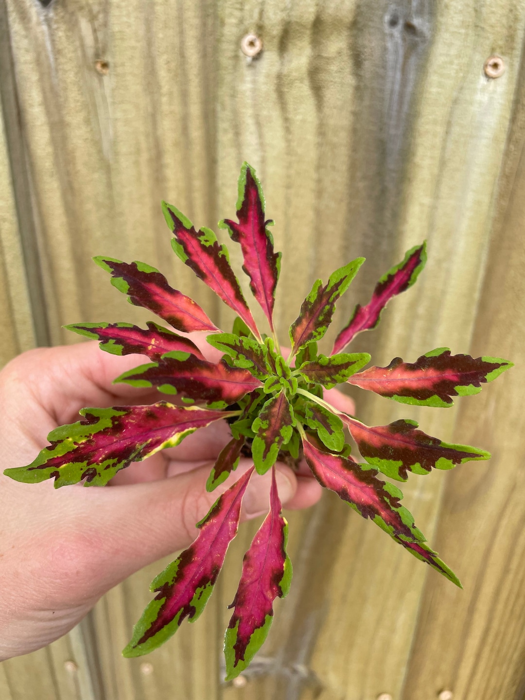 Coleus Spitfire Starter Plant ALL STARTER PLANTS Require You to ...