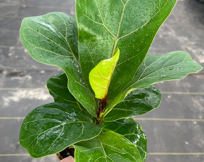 Ficus Lyrata Fiddle Leaf "sun Coast" Starter Plant - USA Seller - Etsy