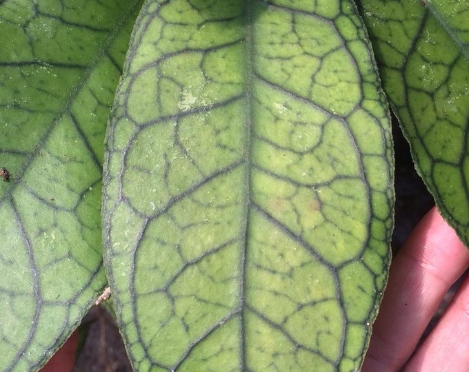 Hoya Finlaysonii Large Leaf Starter Cutting ALL Starter Plants/cuttings Require You to Purchase ...