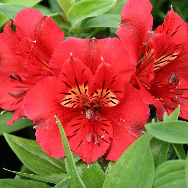 Alstroemeria - Etsy