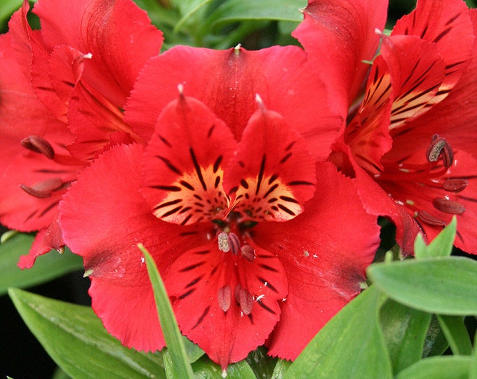 Alstroemeria Colorita Kate Starter Plant (ALL STARTER PLANTS Require ...