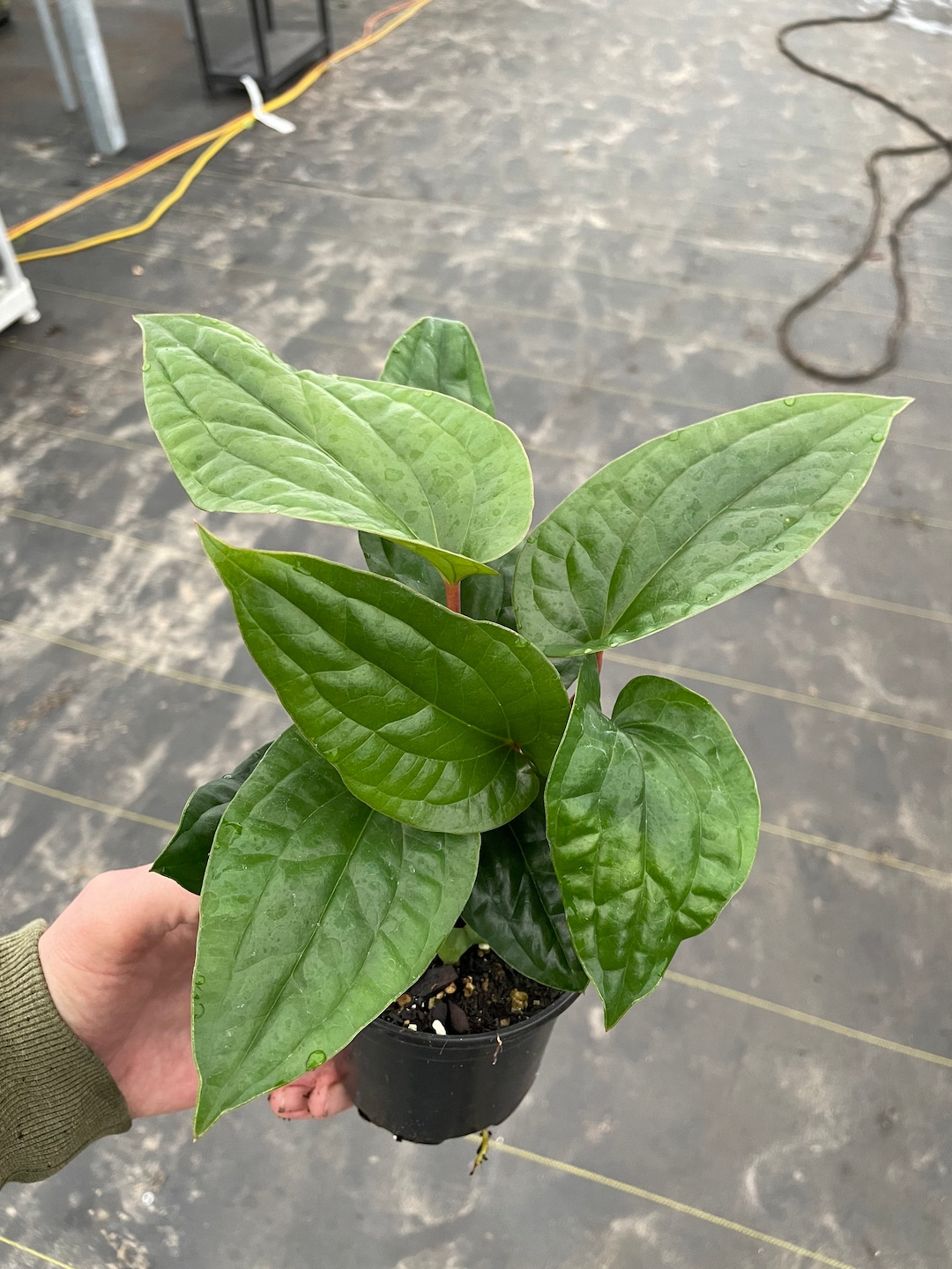Anthurium Luxurians X Radicans 4” Pot (ALL PLANTS Require You to ...