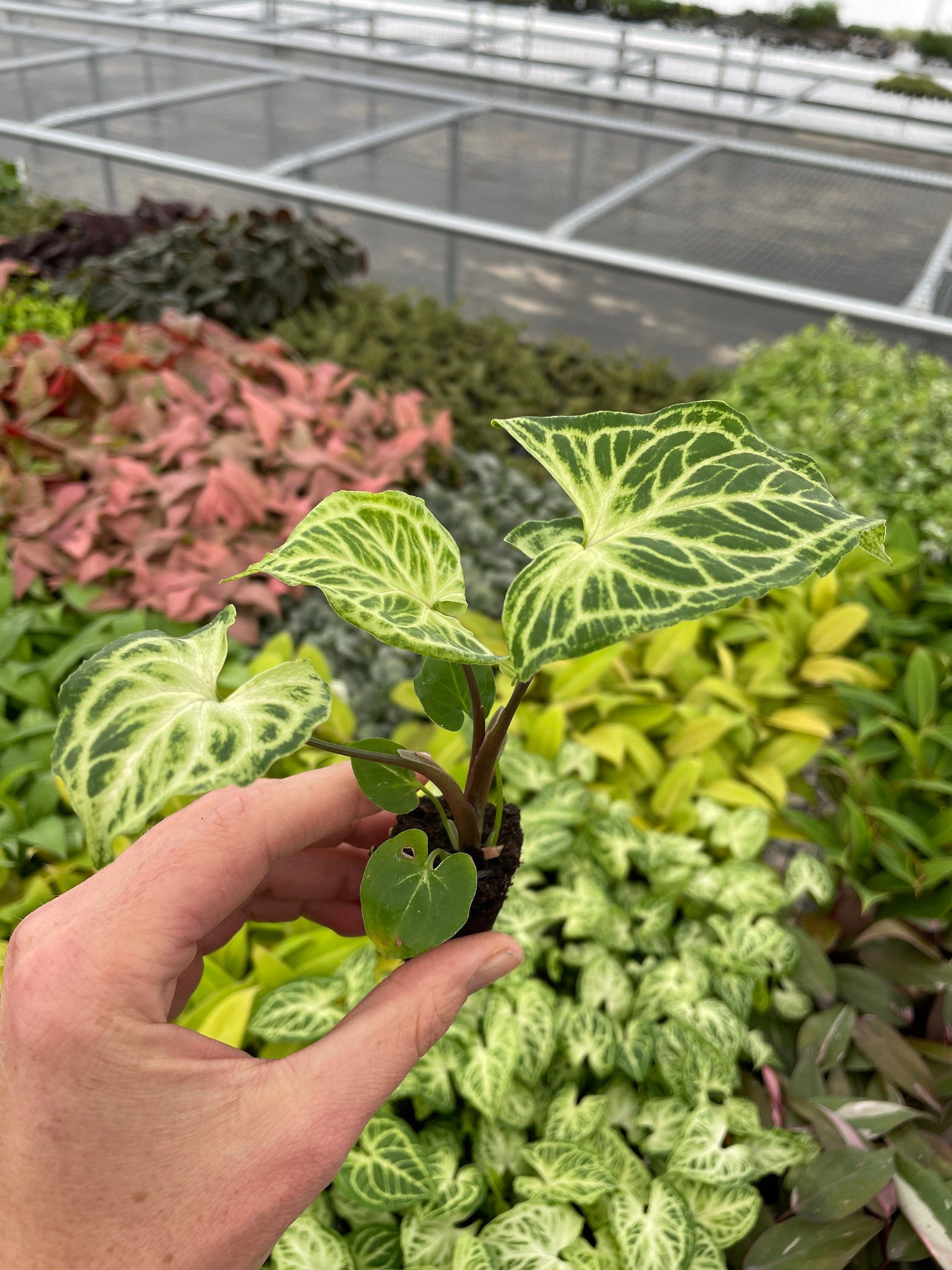 Syngonium Batik Starter Plant ALL STARTER PLANTS Require You to ...