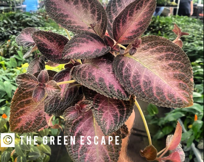 Purple Rain Episcia 4” Pot (ALL PLANTS Require You to Purchase 2 Plants ...