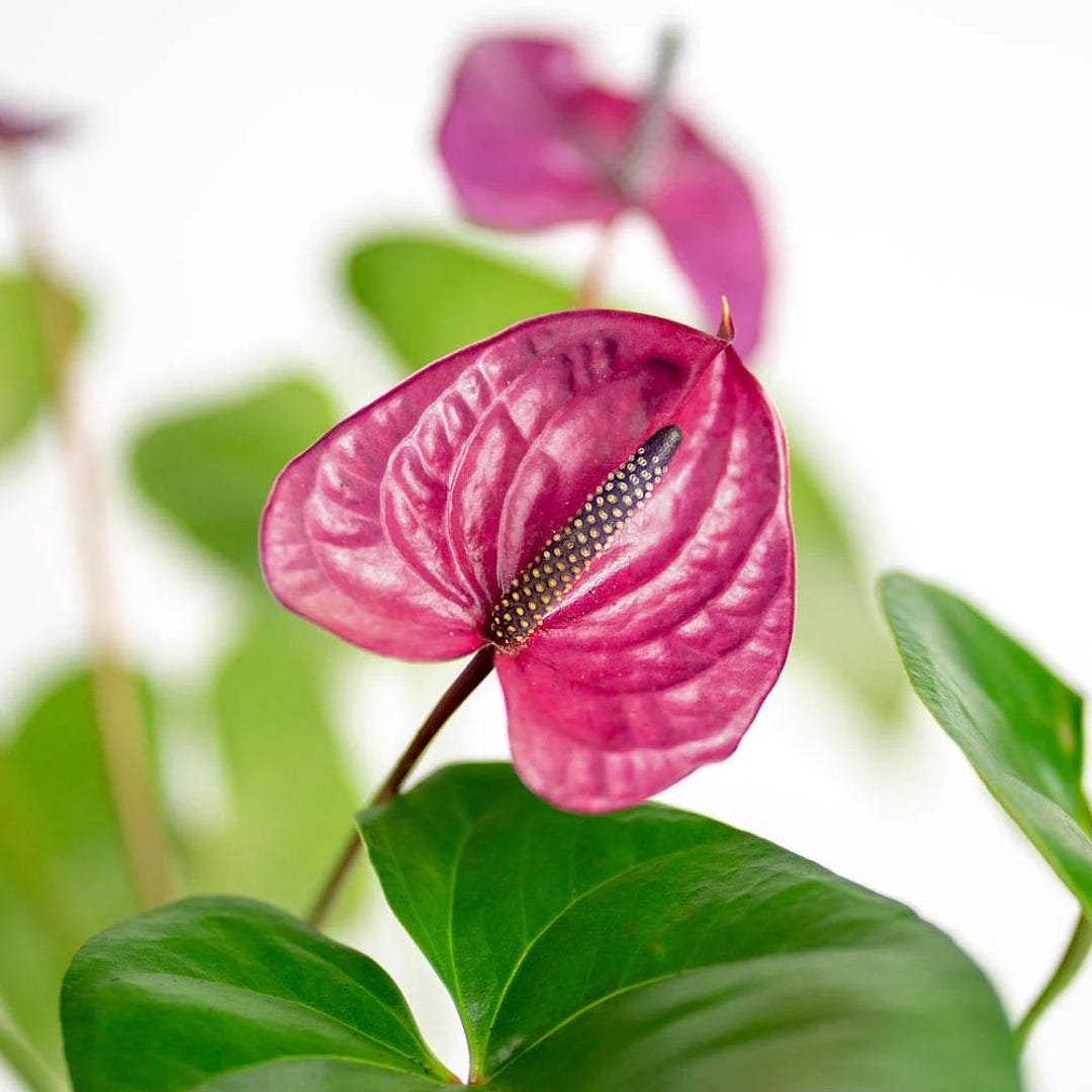Anthurium Magenta Color Starter Plant (ALL STARTER PLANTS Require You ...