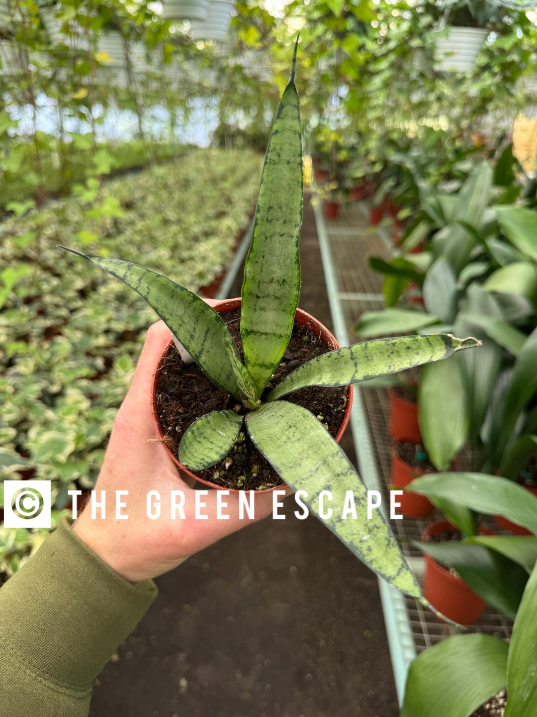 Sansevieria Silver Princess 4”pot (ALL PLANTS Require You to Purchase 2 ...