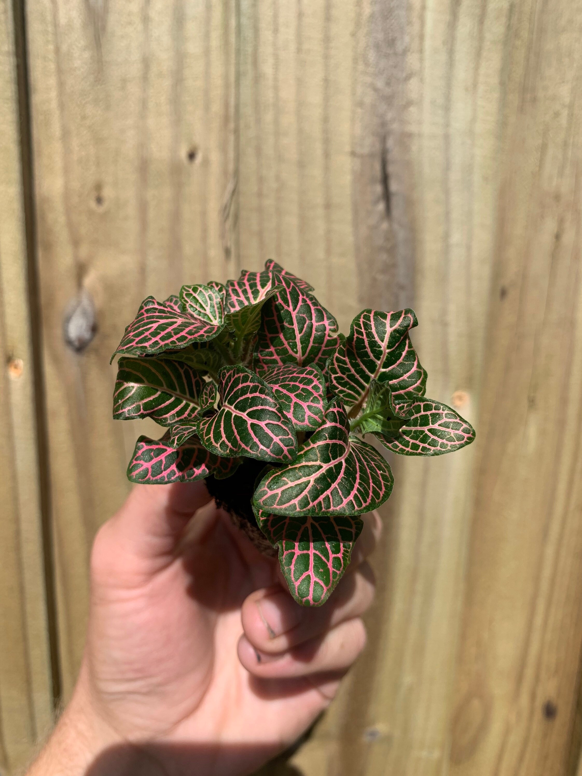 Fittonia Pink nerve Plant Starter Plant ALL STARTER PLANTS - Etsy