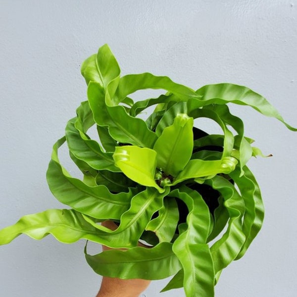 Hurricane Plant - Etsy