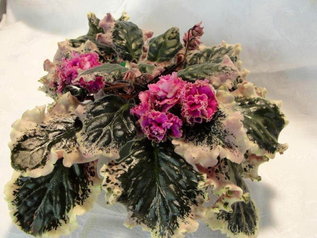 Wranglers Gaudy Lady African Violet Starter Plant (ALL PLANTS Require ...