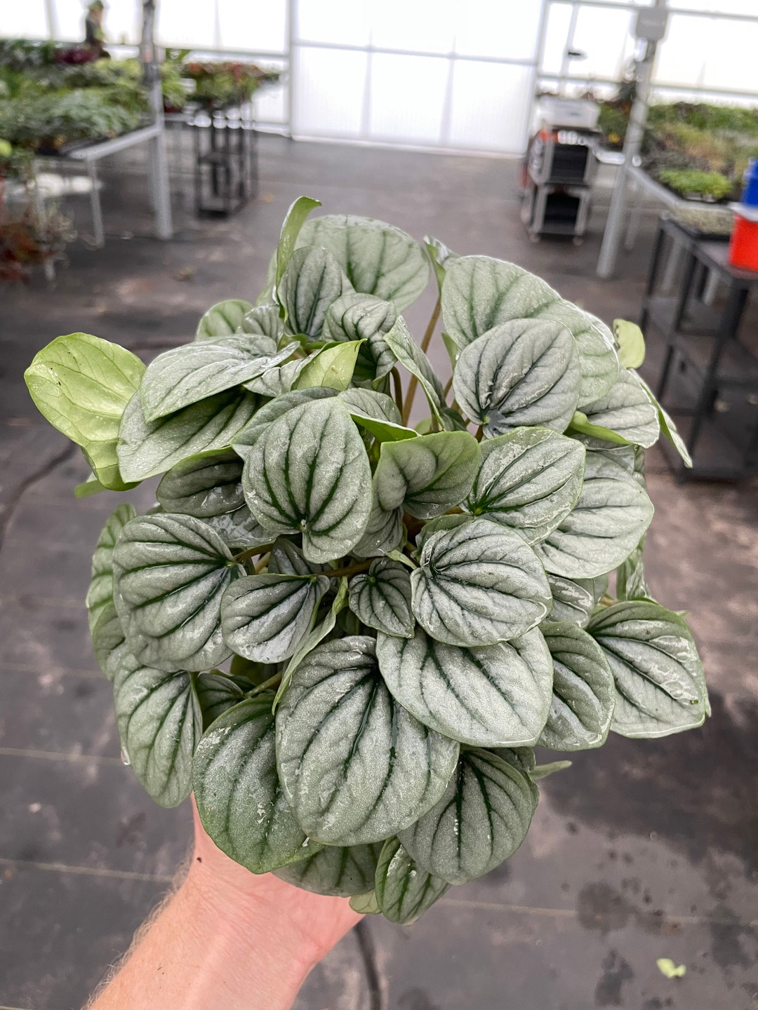 Peperomia Moonlight 4pot ALL PLANTS Require You to Purchase - Etsy