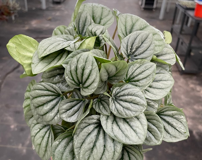 Peperomia Moonlight 4”pot (ALL PLANTS Require You to Purchase 2 Plants ...