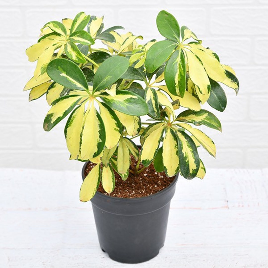 Schefflera Trinette (variegated Arboricola) Starter Plant (ALL STARTER ...