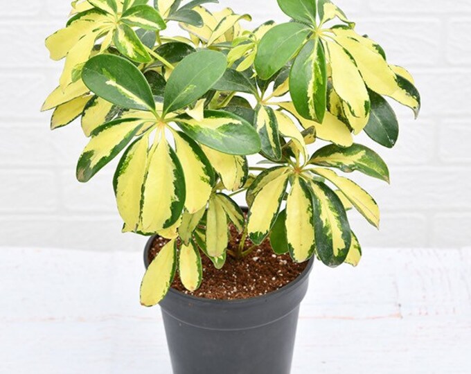 Variegated Dwarf Schefflera schefflera Moondrop - Etsy