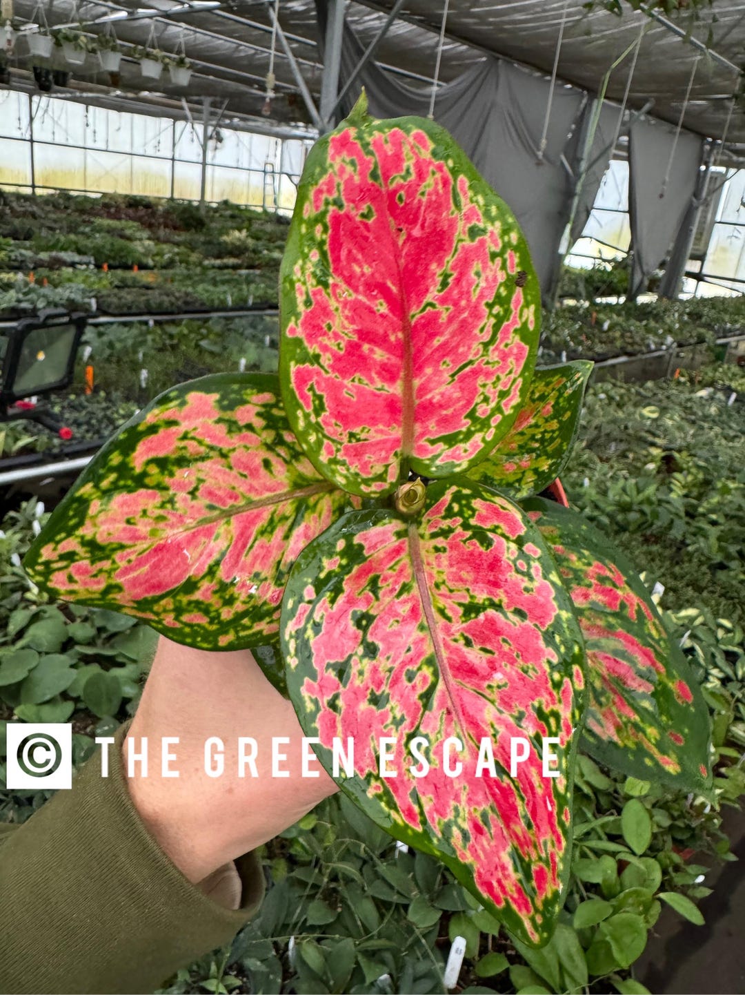 Aglaonema Beauty 4” Pot (ALL PLANTS Require You to Purchase 2 Plants ...