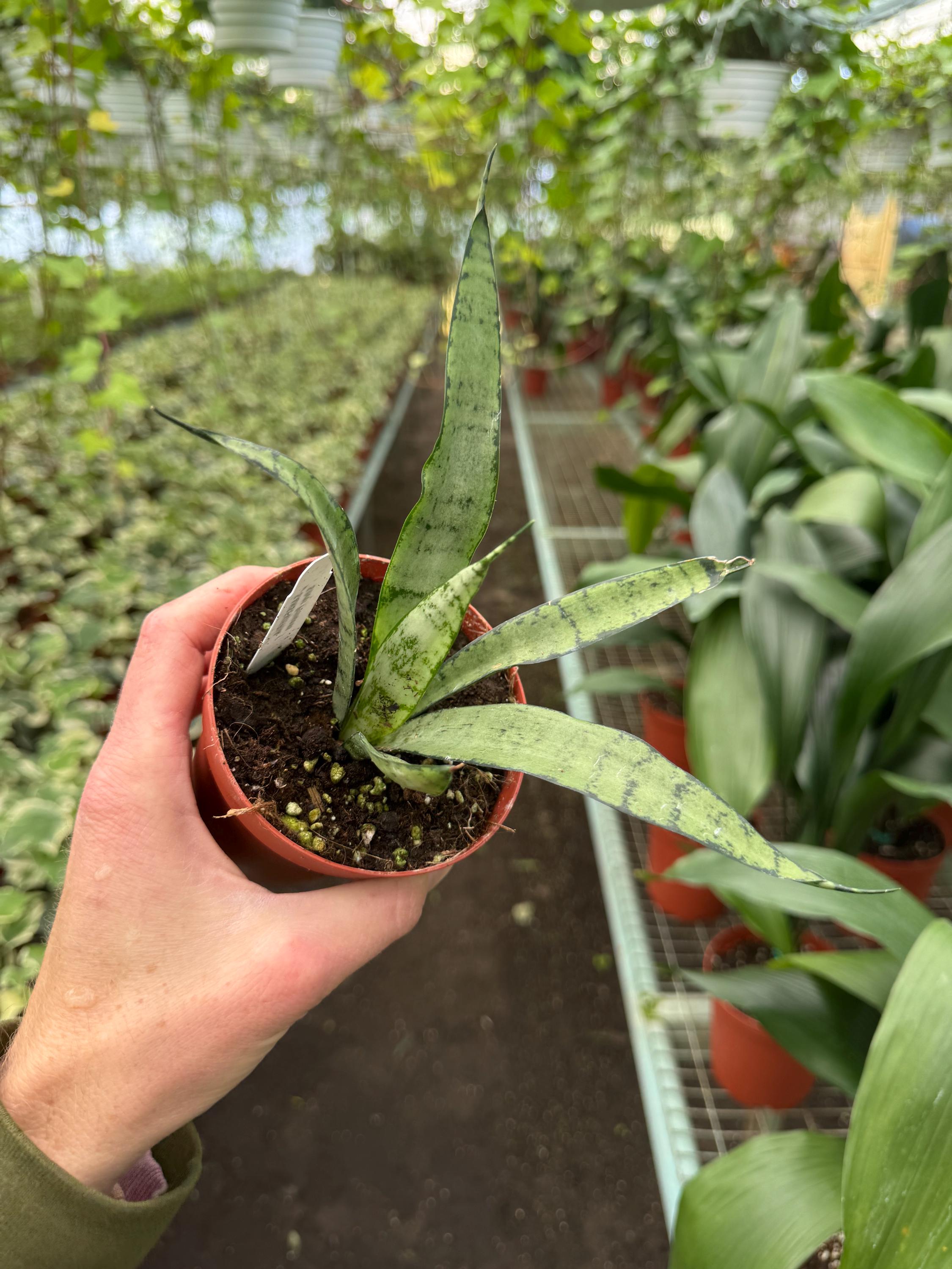 Sansevieria Silver Princess 4”pot (ALL PLANTS Require You to Purchase 2 ...