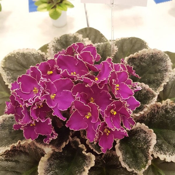 Optimara African Violet Plant - Etsy
