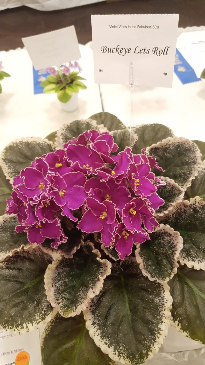 Buckeyes Lets Roll African Violet Starter Plant ALL Starter - Etsy