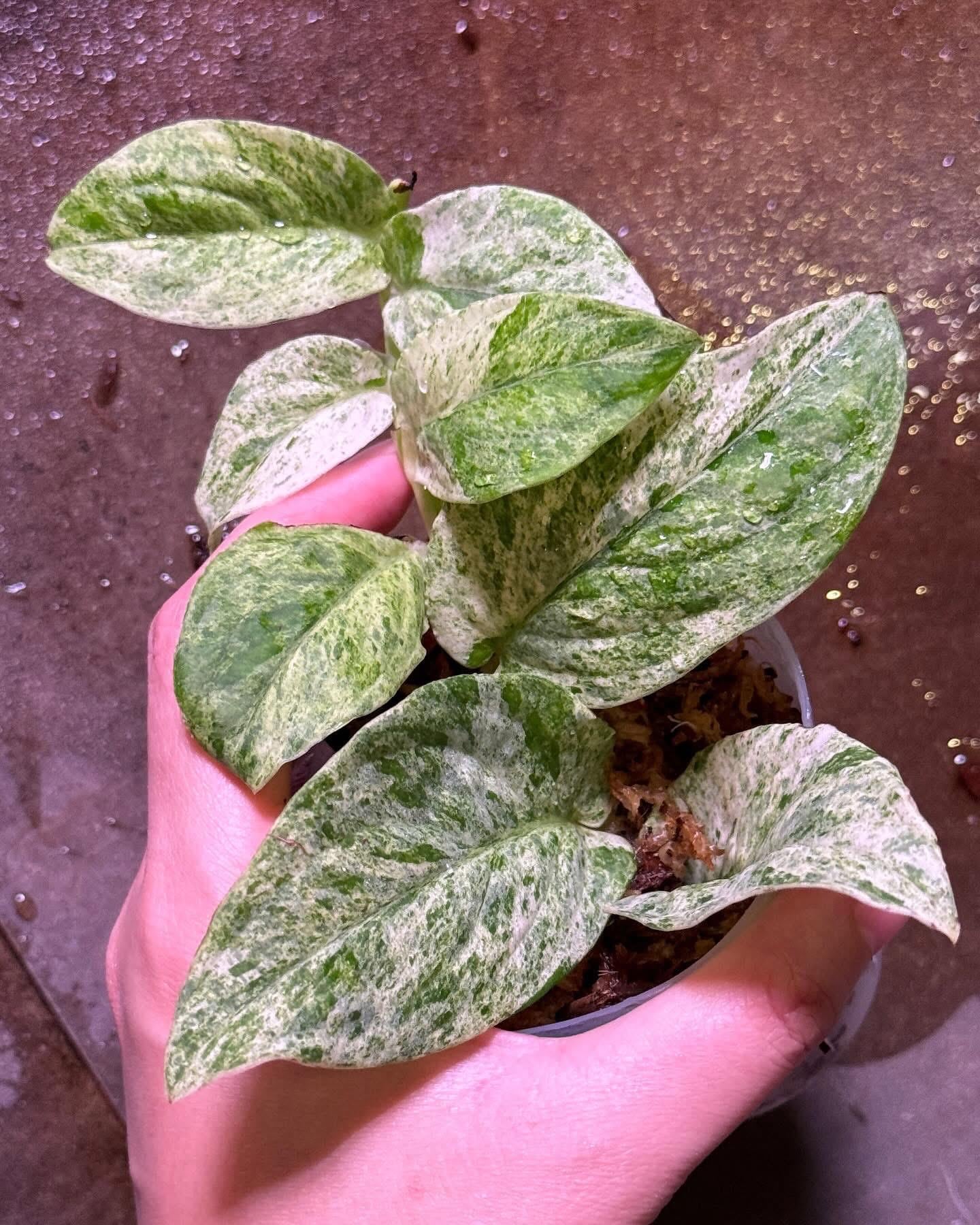 Rhaphidaphora Korthalsii Thai Con Starter Plant (ALL STARTER PLANTS ...