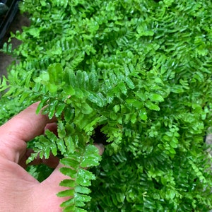 Chester Fern Starter Plant (ALL STARTER PLANTS Require You to Purchase ...