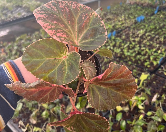 Begonia Midnight Sun 4” Pot (ALL PLANTS Require You to Purchase 2 ...