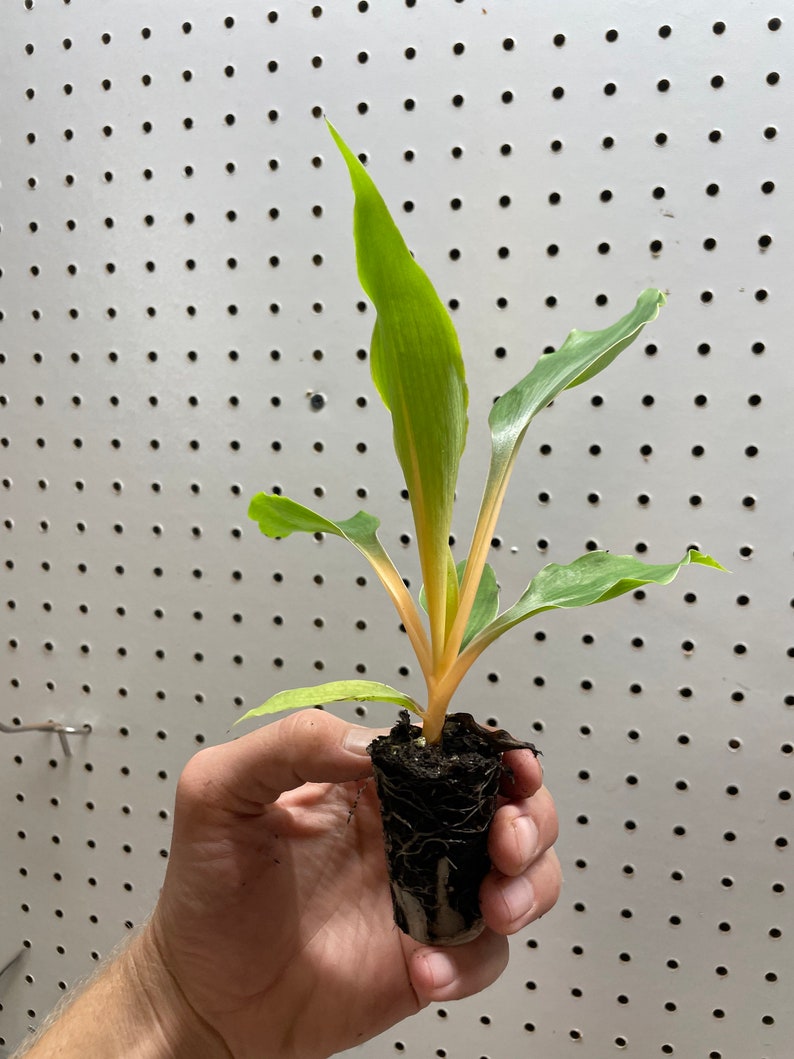 Chlorophytum fire Flash Green and Orange Starter Plant ALL - Etsy