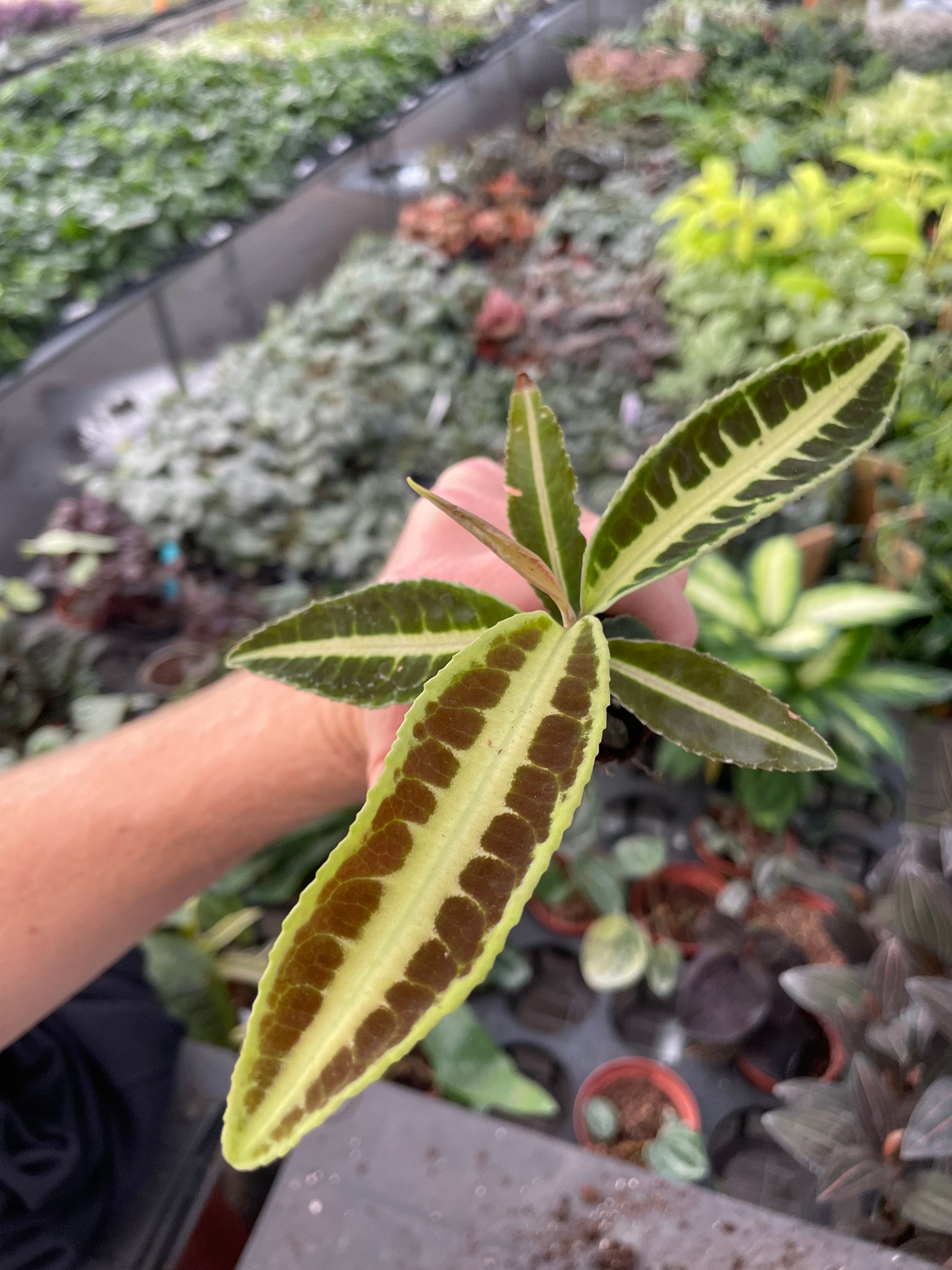 Labisia .sp Riau Fishbone Starter Plant (ALL STARTER PLANTS Require You ...