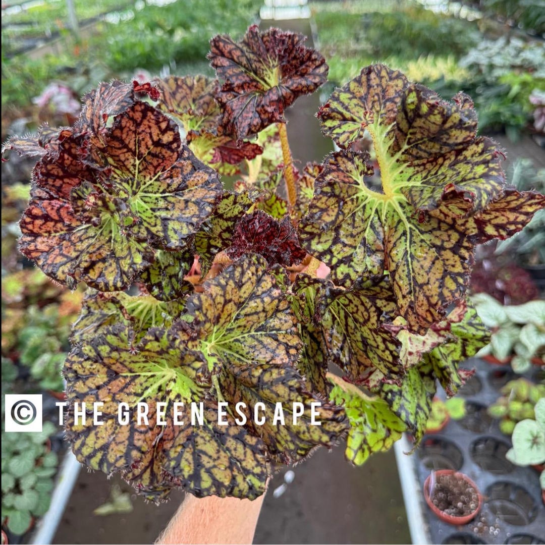 Smiling Tiger Begonia Starter Plant (ALL STARTER PLANTS Require You to ...
