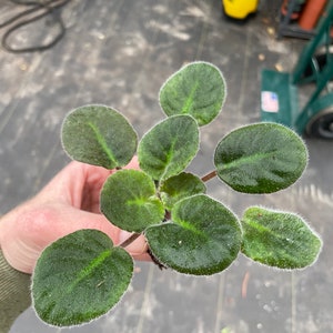 Wranglers Boot Stomping African Violet Starter Plant (ALL PLANTS ...