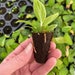 Philodendron Birkin Galaxy Starter Plant (ALL STARTER PLANTS Require ...
