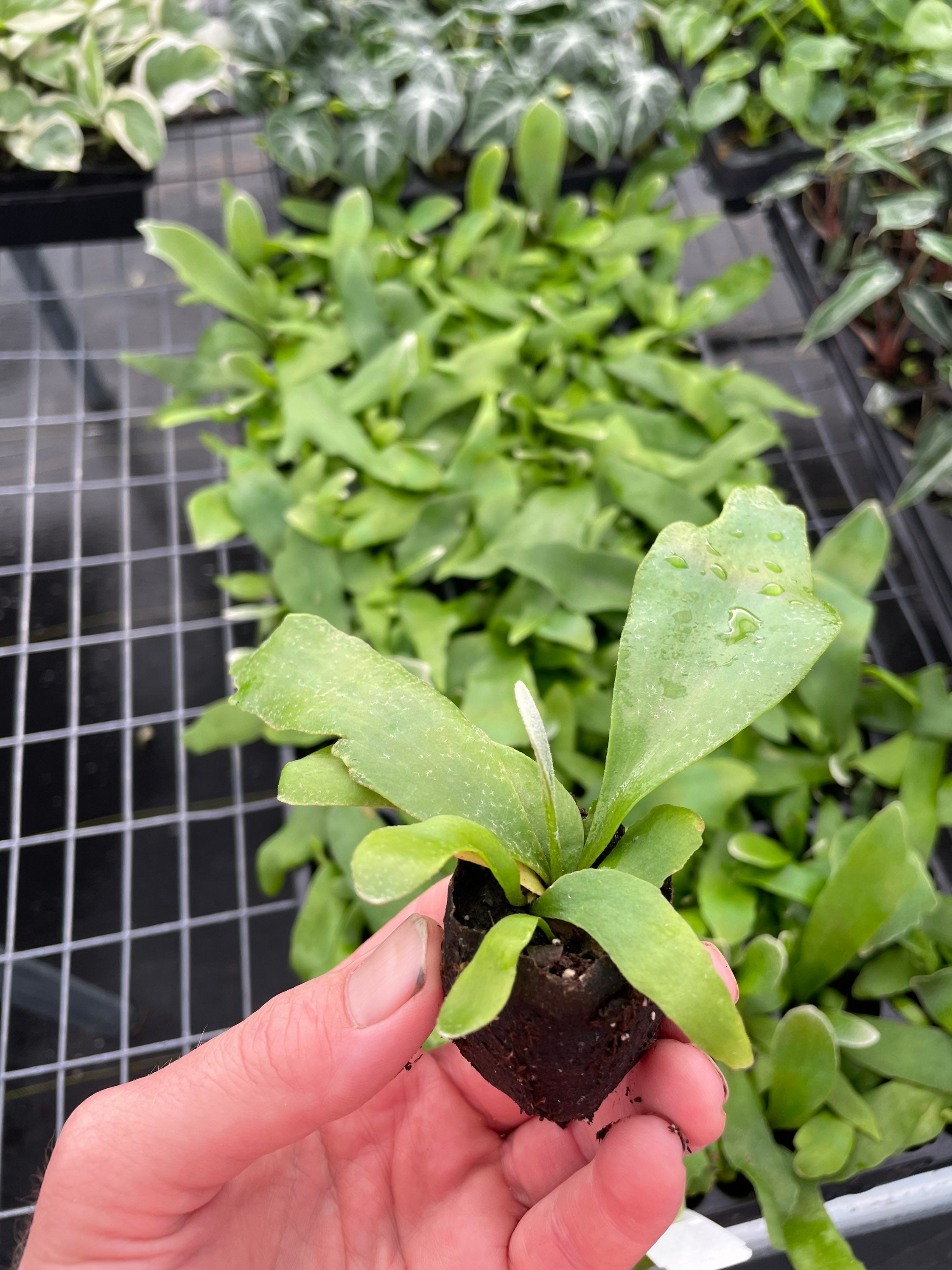 Platycerium Bifurcatum elk Horn Fern Starter Plant ALL - Etsy