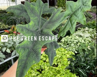 Alocasia Jacklyn, 4 Plant - Etsy