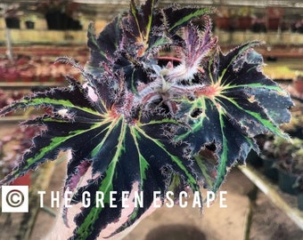 Harmonys Royal Majesty Begonia Starter Plant ALL STARTER PLANTS Require ...