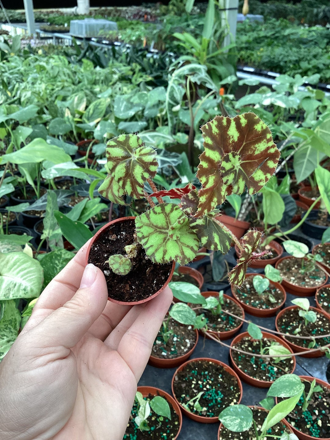 Begonia Rex Zumba 2 Pot ALL PLANTS Require You to Purchase 2 Plants - Etsy